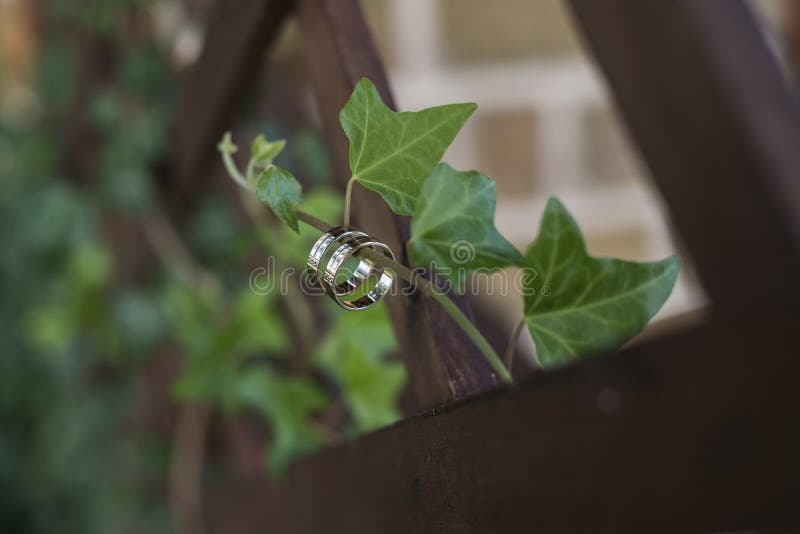 Two Wedding Rings on a Vine Branch with Blurred Backgroung Stock Photo ...