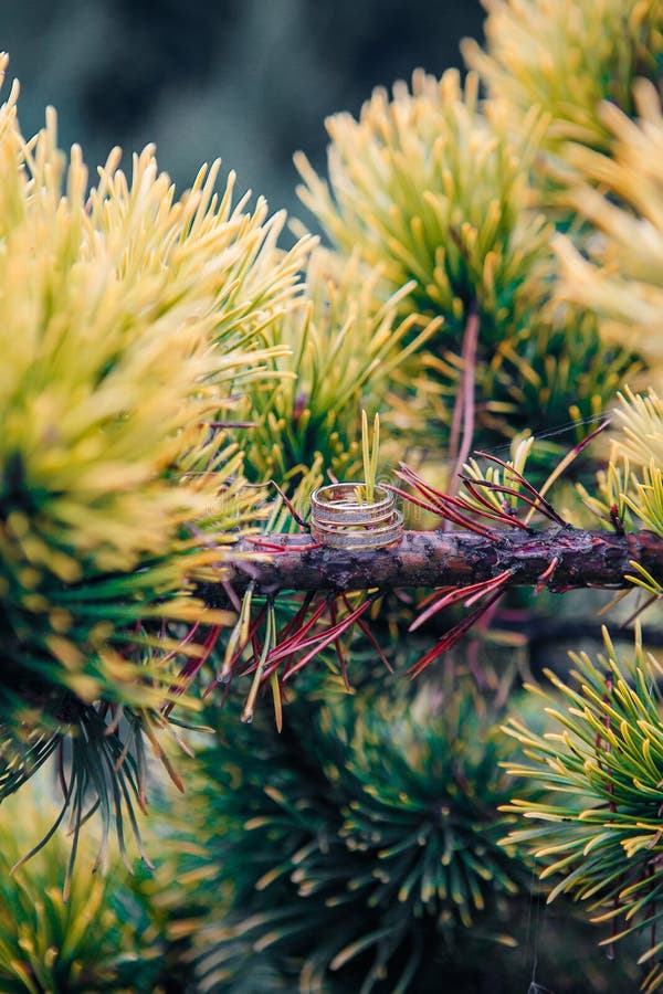 Two Wedding Rings Worn on Pine Branches Stock Photo - Image of decor ...