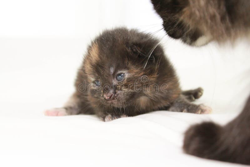 Two week old brown kitten stock image. Image of mother - 56606943