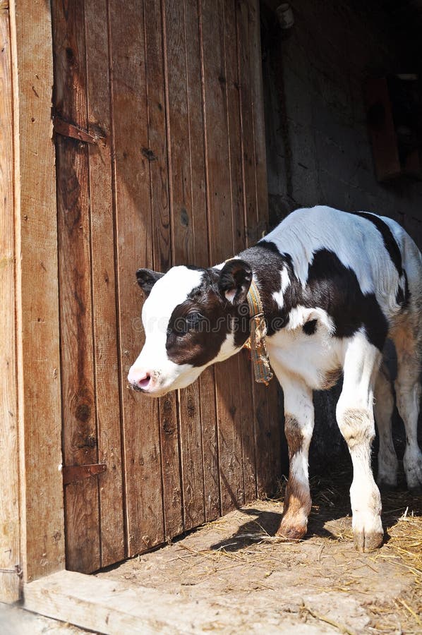 428 Peeking Cow Stock Photos - Free & Royalty-Free Stock Photos from ...