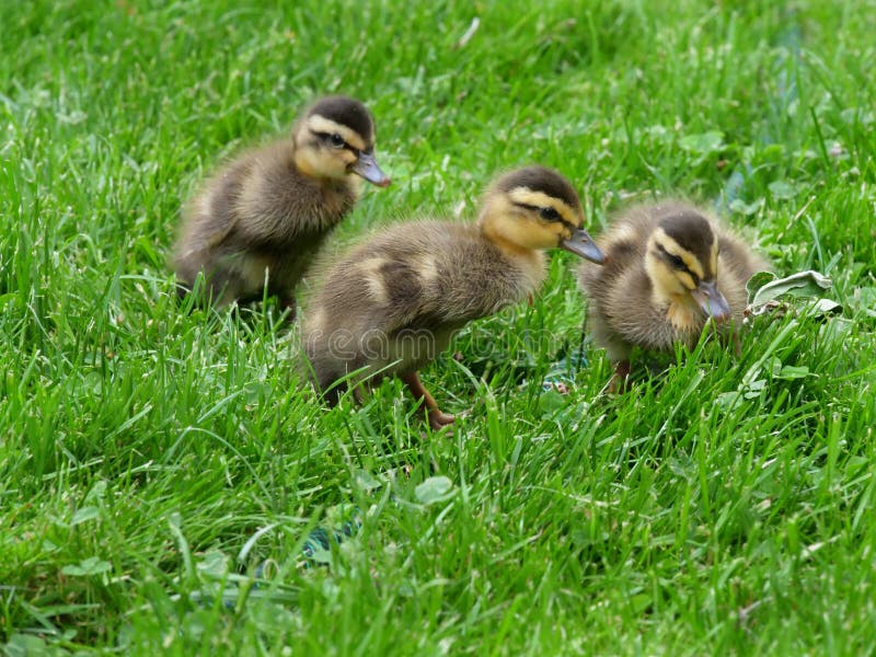 Two Week Old Ducklings in Different Actions Stock Photo - Image of week ...