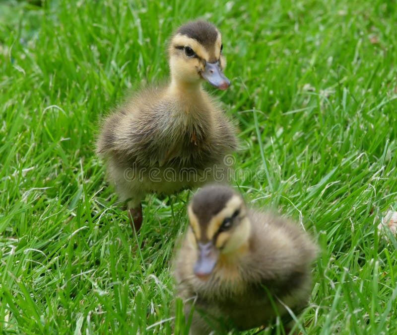 Two Week Old Ducklings in Different Actions Stock Image - Image of fowl ...