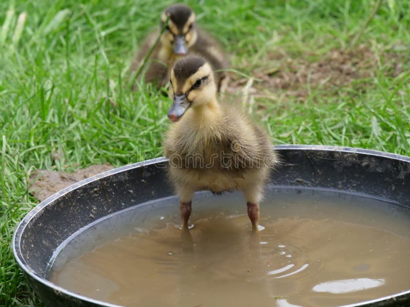 Two Week Old Ducklings in Different Actions Stock Photo - Image of ...