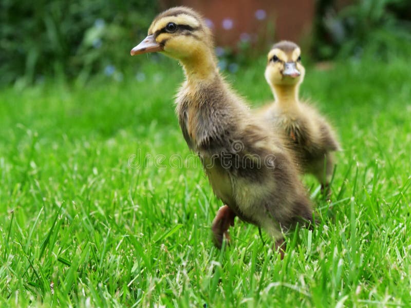 Two Week Old Ducklings in Different Actions Stock Photo - Image of ...
