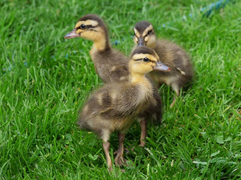 Two Week Old Ducklings in Different Actions Stock Image - Image of ...
