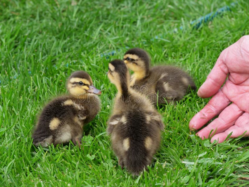 Two Week Old Ducklings in Different Actions Stock Image - Image of ...