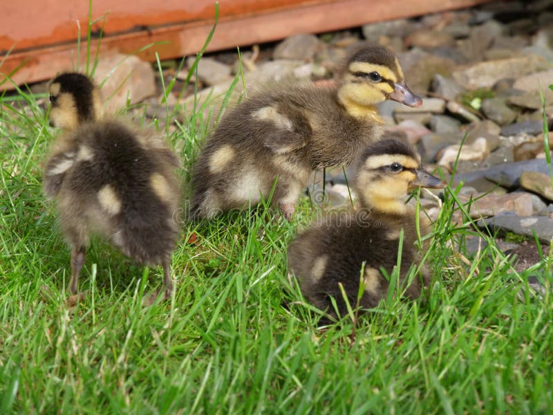 Two Week Old Ducklings in Different Actions Stock Photo - Image of ...