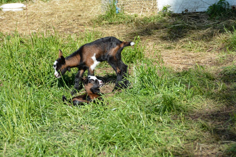 Two Goat Lamb in the Meadow Stock Image - Image of ruminantia, space ...