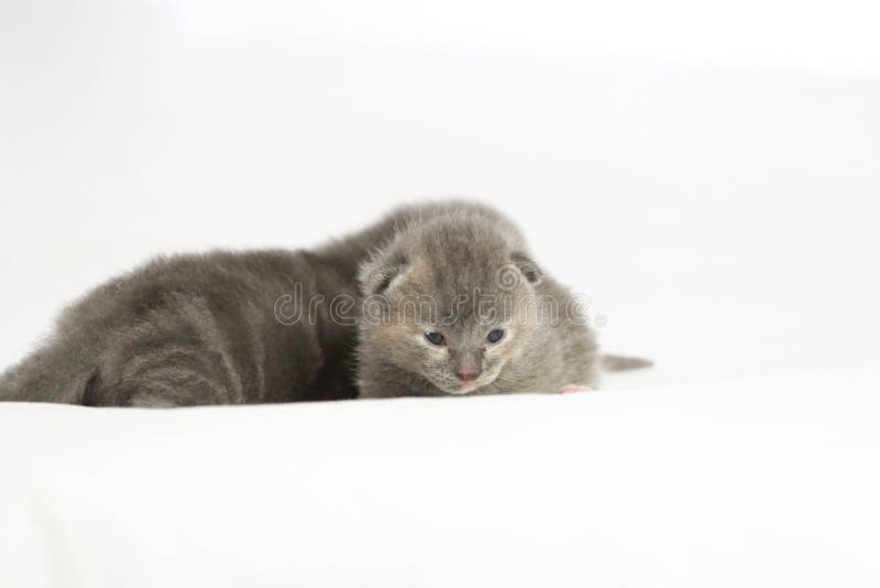 Two week old grey kitten stock photo. Image of girl, pets - 56606924
