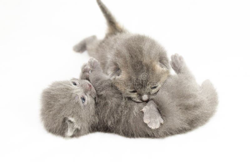 Two week old grey kittens stock image. Image of pussycat - 56606939