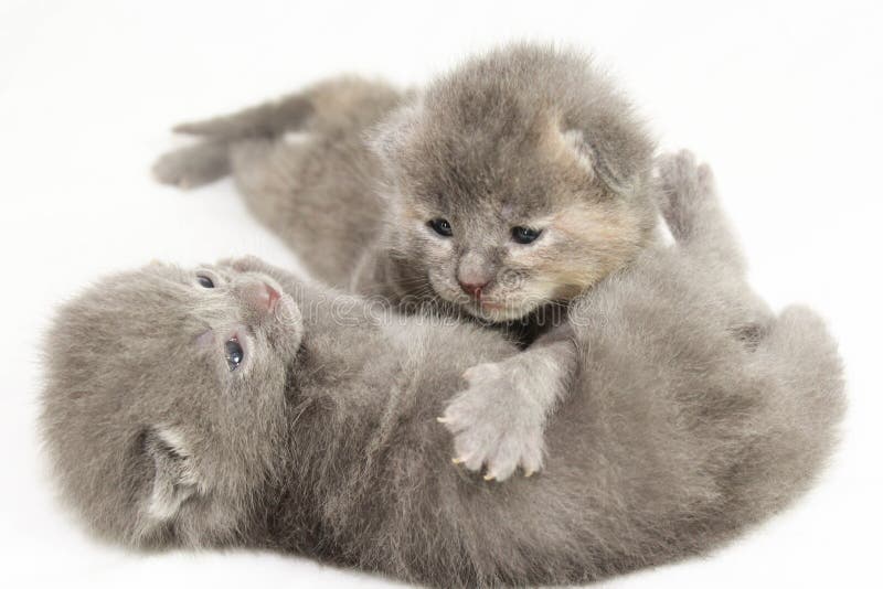 Two week old grey kittens stock image. Image of black - 56606933