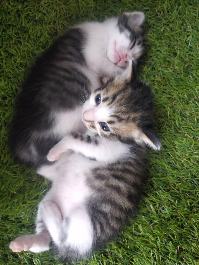 A Two Week Old Kitten Sleeping on the Grass Stock Photo - Image of ...