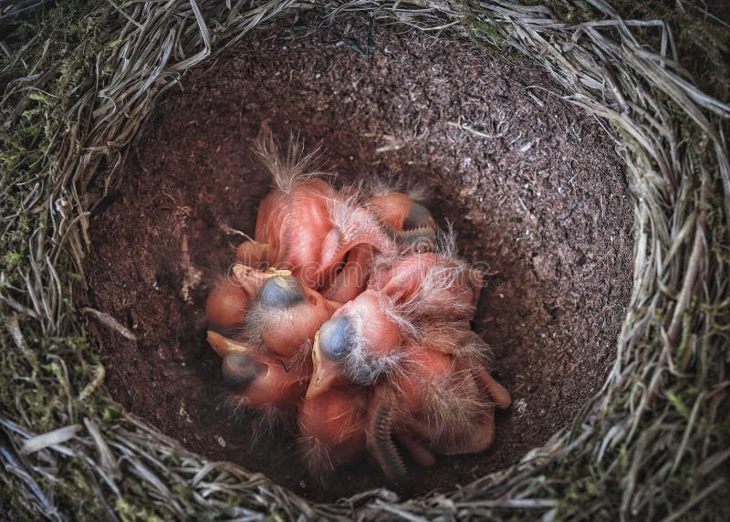 Two-week-old Little Birds in the Nest. Stock Image - Image of nest ...