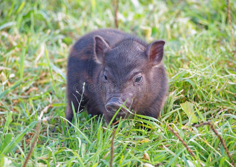 Pigling stock photo. Image of cooking, broil, sucking - 17598288