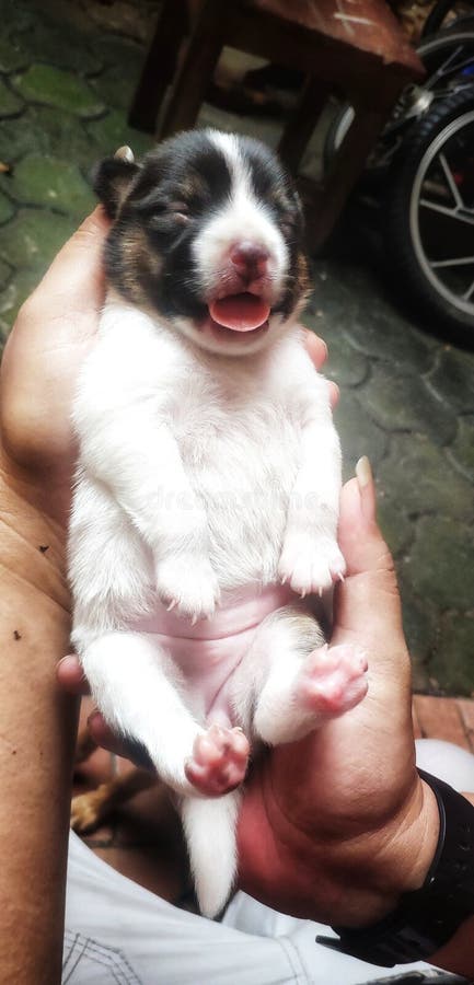 Two weeks puppy stock photo. Image of carnivore, whiskers - 203035440