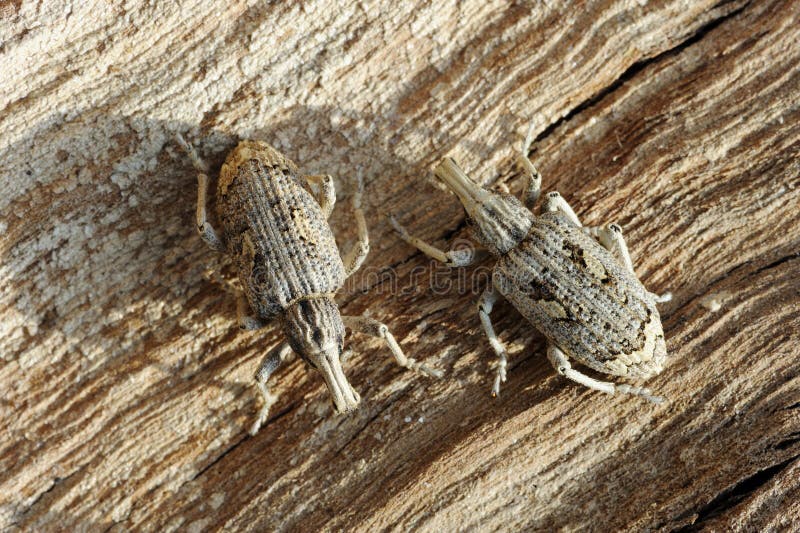 Two weevils stock image. Image of animal, nature, weevil - 244947199
