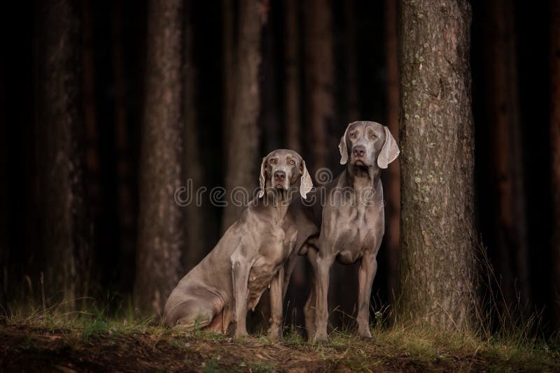 Two Weimaraner Dogs Behind a Tree in a Dark Fairytale Forest Stock ...
