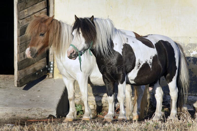 Welsh ponies fighting stock image. Image of male, play - 20088341