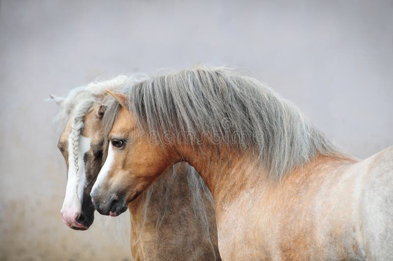Welsh ponies fighting stock image. Image of male, play - 20088341