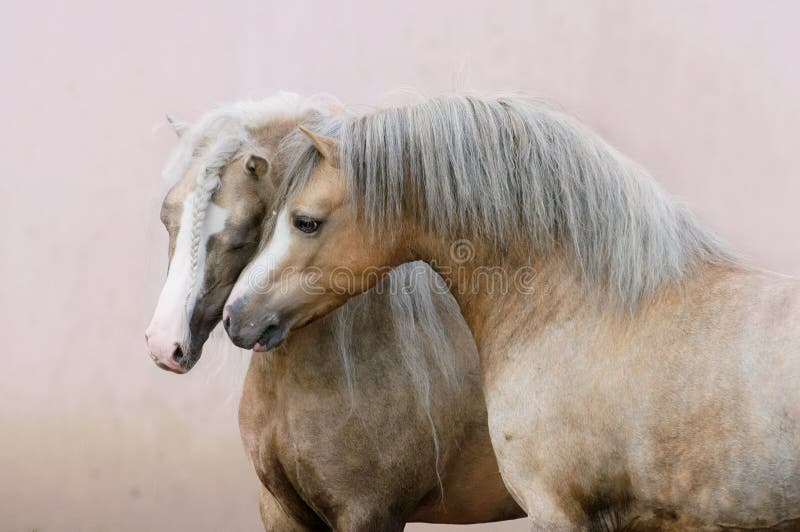 Perlino Lusitano Horse with Blue Sky Background Stock Image - Image of ...