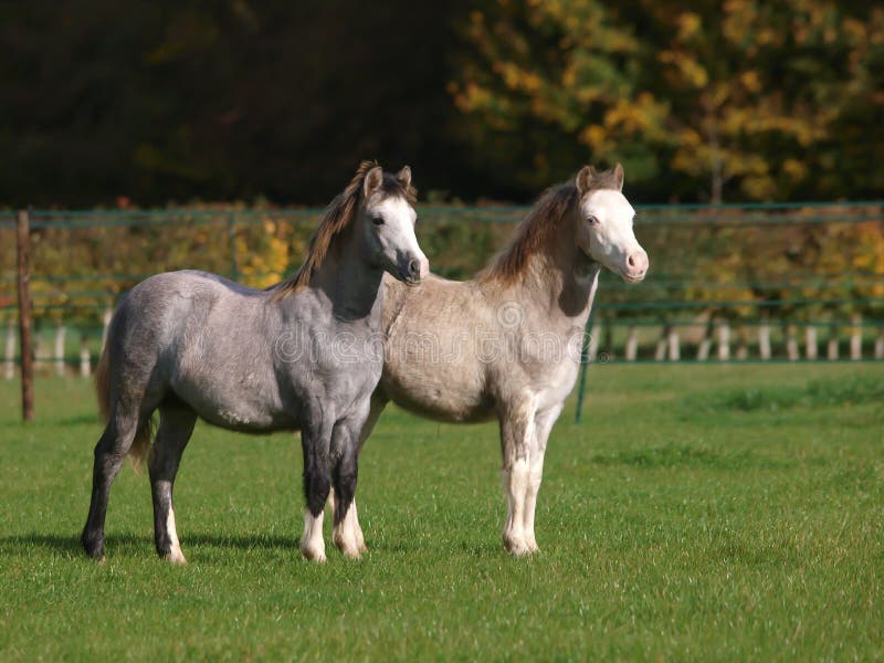 Two Welsh Ponies stock photo. Image of group, beauty - 172088216