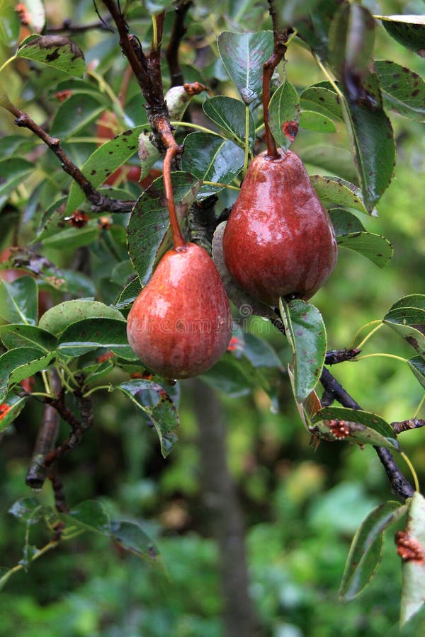 Two Wet Red Pears on the Branch with Leaves Stock Photo - Image of ...