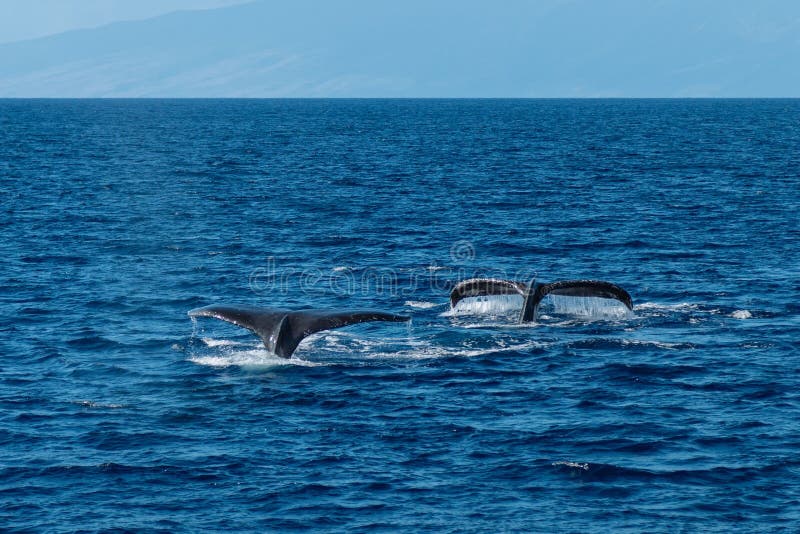 Two Whale Tails are Out in the Ocean Near the Mountains Stock Photo ...