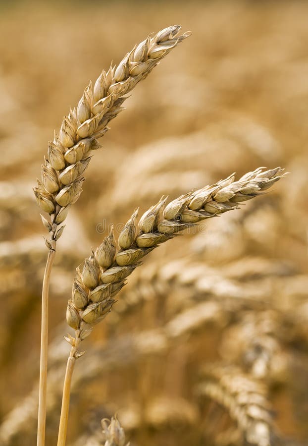 Two wheat ears stock photo. Image of natural, agricultural - 5966446