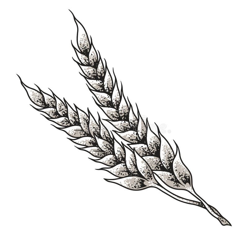 Making Beer Process Stock Illustrations – 548 Making Beer Process Stock ...