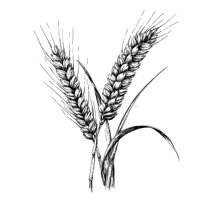 Two Wheat Stalks, Hand-drawn in Ink Ink Sketch Stock Illustration ...
