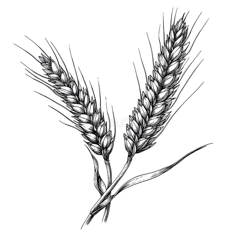 Two Wheat Stalks, Hand-drawn, Monochrome Ink Sketch Stock Illustration ...