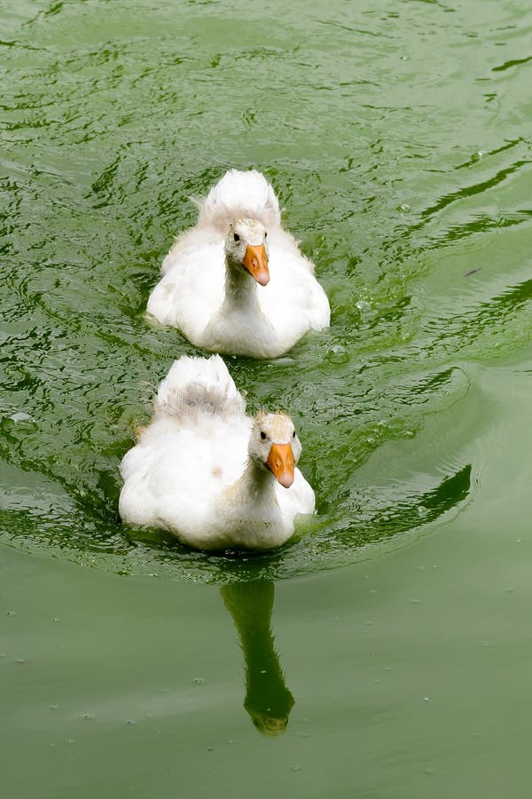 Two White Baby Duck Swimming In The Pool Stock Image - Image of copy ...