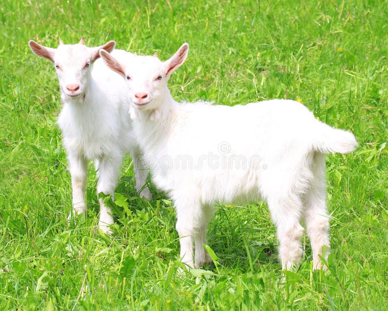 Two White Baby Goat Stock Photo - Image: 41225993
