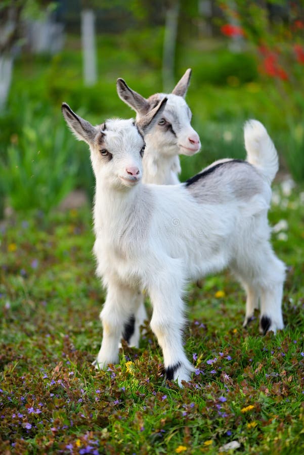 Two White Baby Goats Standing on Green Lawn Stock Image - Image of cute ...