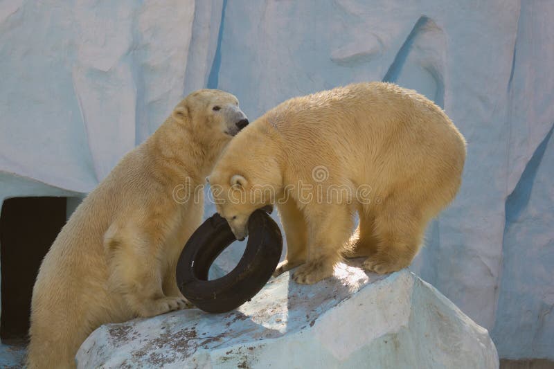 Two White Bears Plaing with Tire Stock Image - Image of denger, polar ...