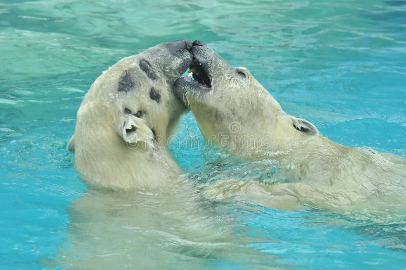 Two Young Polar Bears Playing Stock Photo - Image of bear, happy: 21114662