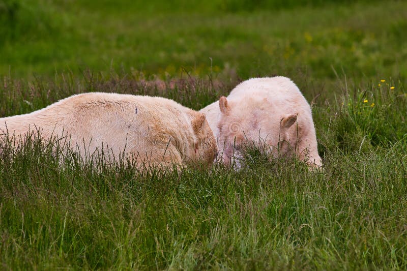 White Bears Resting on Grass Stock Image - Image of young, appearance ...