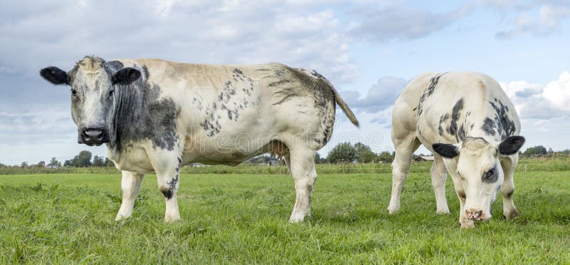 Two White Beef Cows, Meat Cattle Looking and Grazing Side by Side in a ...