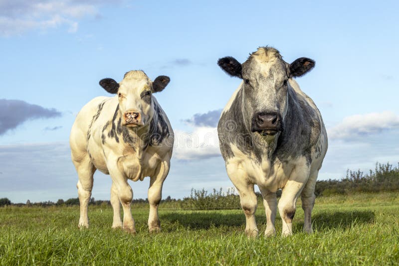 Two White Beef Cows, Meat Cattle Looking and Standing Upright Side by ...