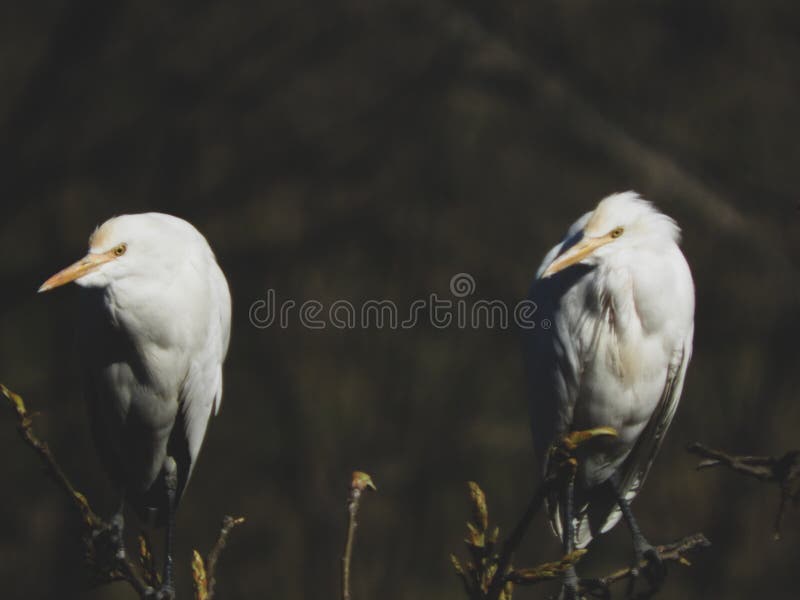 Two White Birds stock photo. Image of birds, heron, feather - 115694080