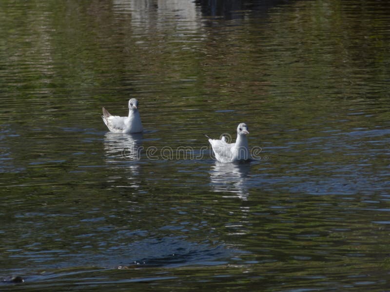 Two white birds stock photo. Image of emerald, colours - 306455452