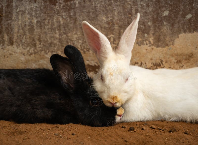 Two White and Black Rabbit or Bunny or Hare Resting on Ground Stock ...