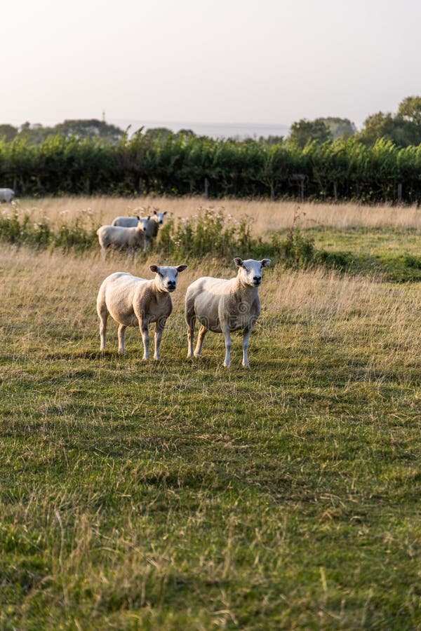 Two White British Sheered Sheep Next To Each Other Stock Image - Image ...