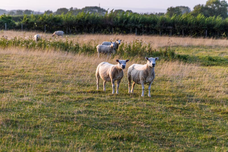 Two White British Sheered Sheep Next To Each Other Stock Photo - Image ...
