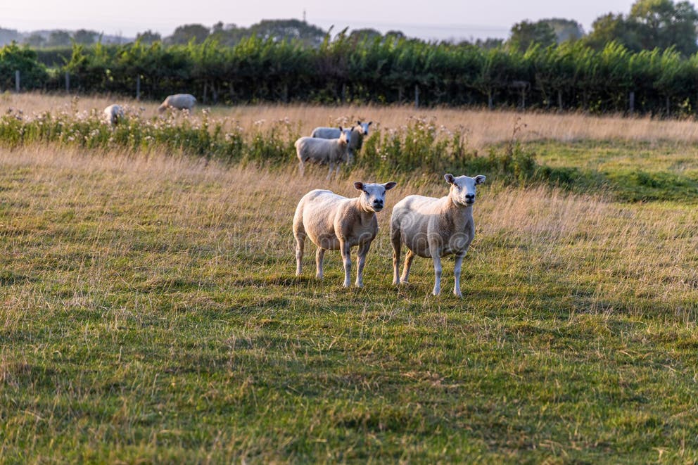 Two White British Sheered Sheep Next To Each Other Stock Photo - Image ...