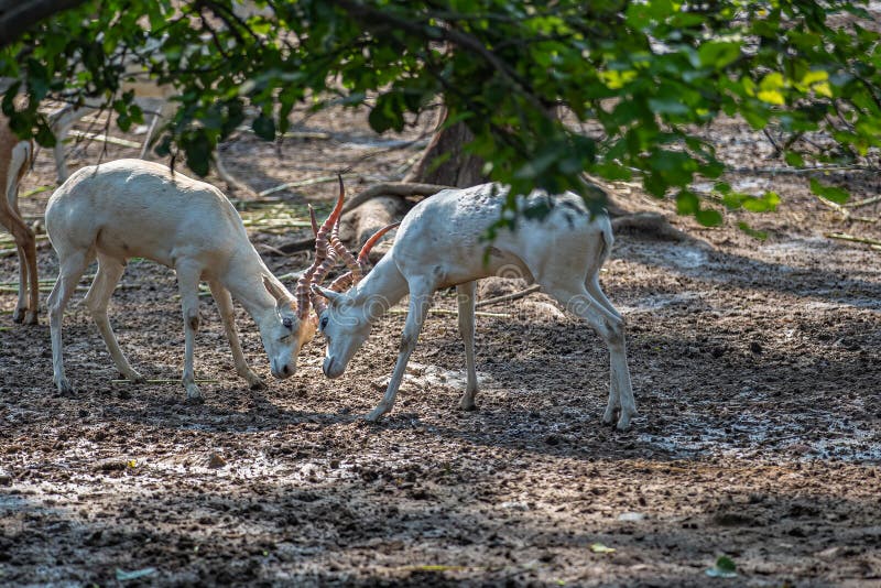 148 Two Bucks Fighting Stock Photos - Free & Royalty-Free Stock Photos ...