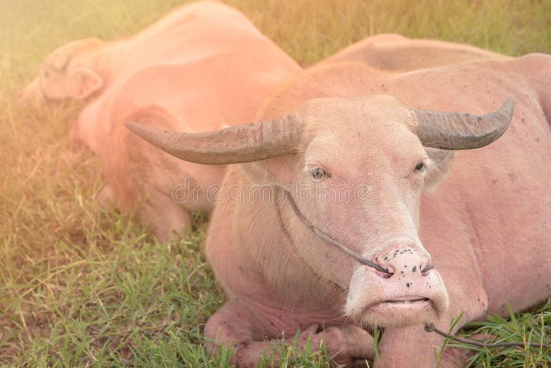 Two White Buffalo Taro Buffalo on the Grass. Stock Image - Image of ...
