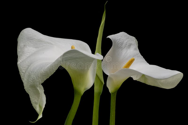 Two White Calla Lilies Isolated Over Black Background Stock Photo ...