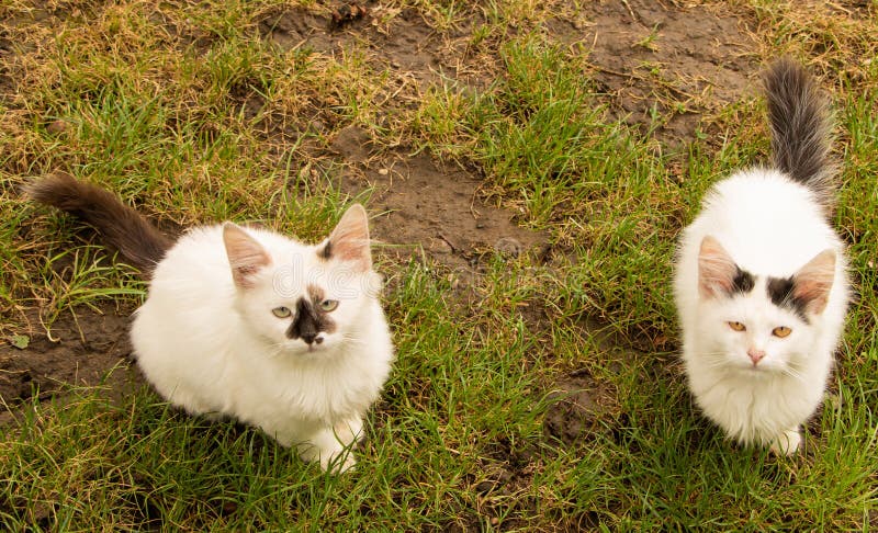 Two White Cat Siblings in the Grass Looking at the Camera Stock Photo ...