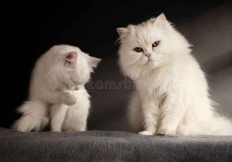 Two white cats stock image. Image of kitten, groomed - 38377291
